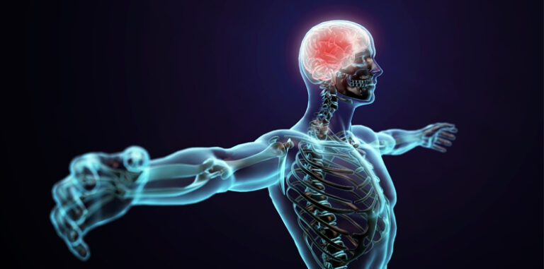 Immunforsvaret – kroppens forsvarssystem