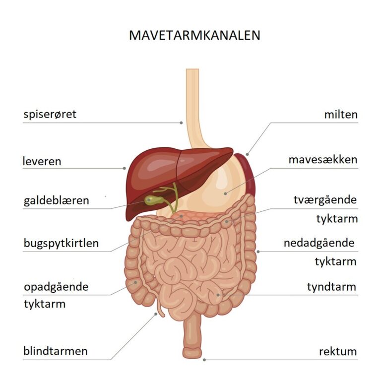 Hvad består kroppen af? Celler, væv og organer